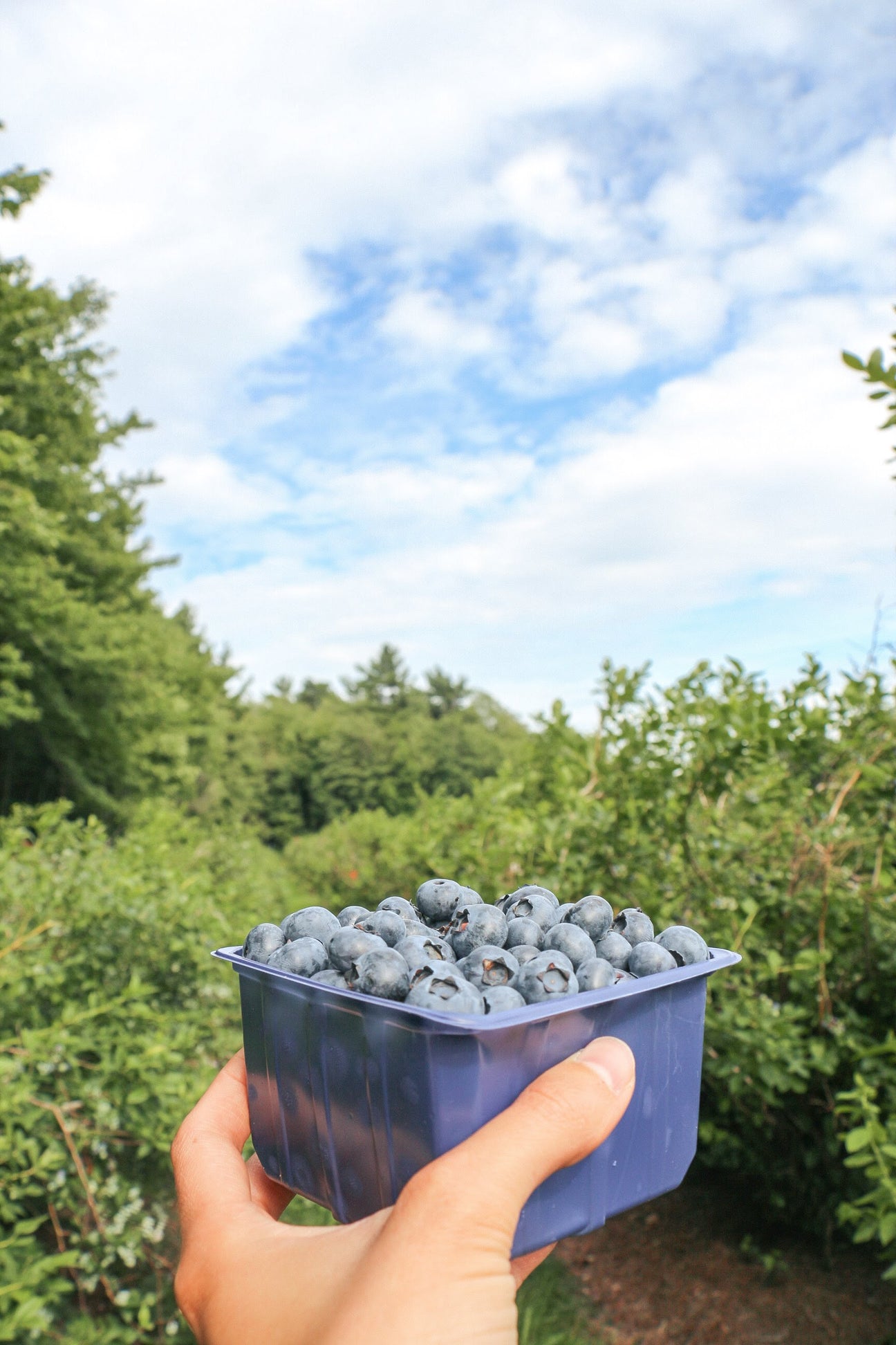 Autocueillette de Bleuets (Mi-juillet à août) – Ferme Radicelle