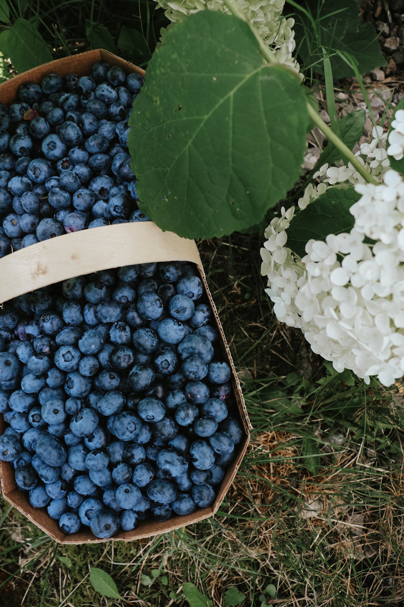Autocueillette de Bleuets (Mi-juillet à août) – Ferme Radicelle